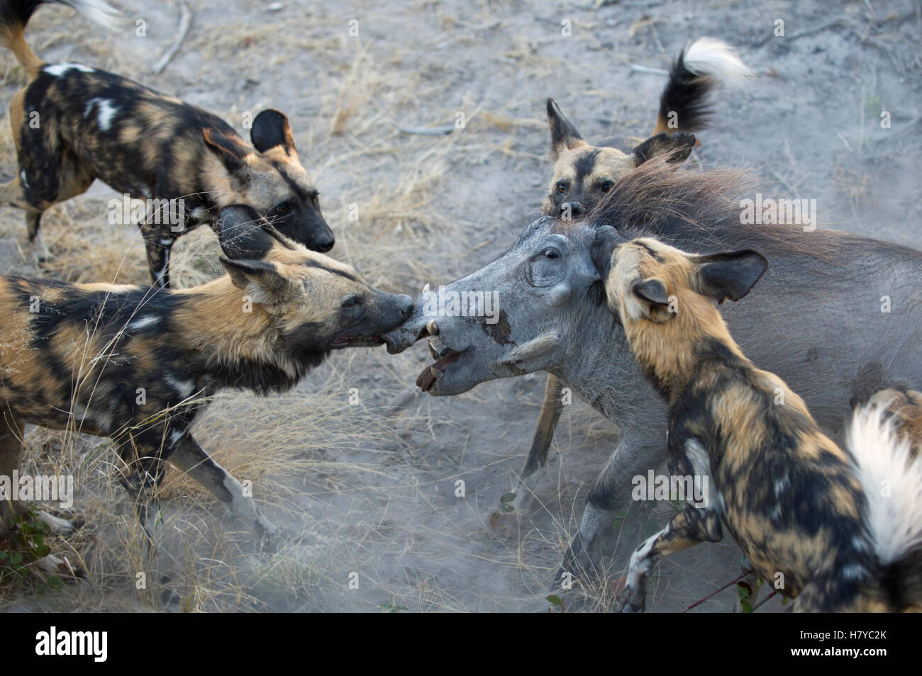 African Wild Dog (Lycaon pictus) pack attacking Warthog (Phacochoerus ...
