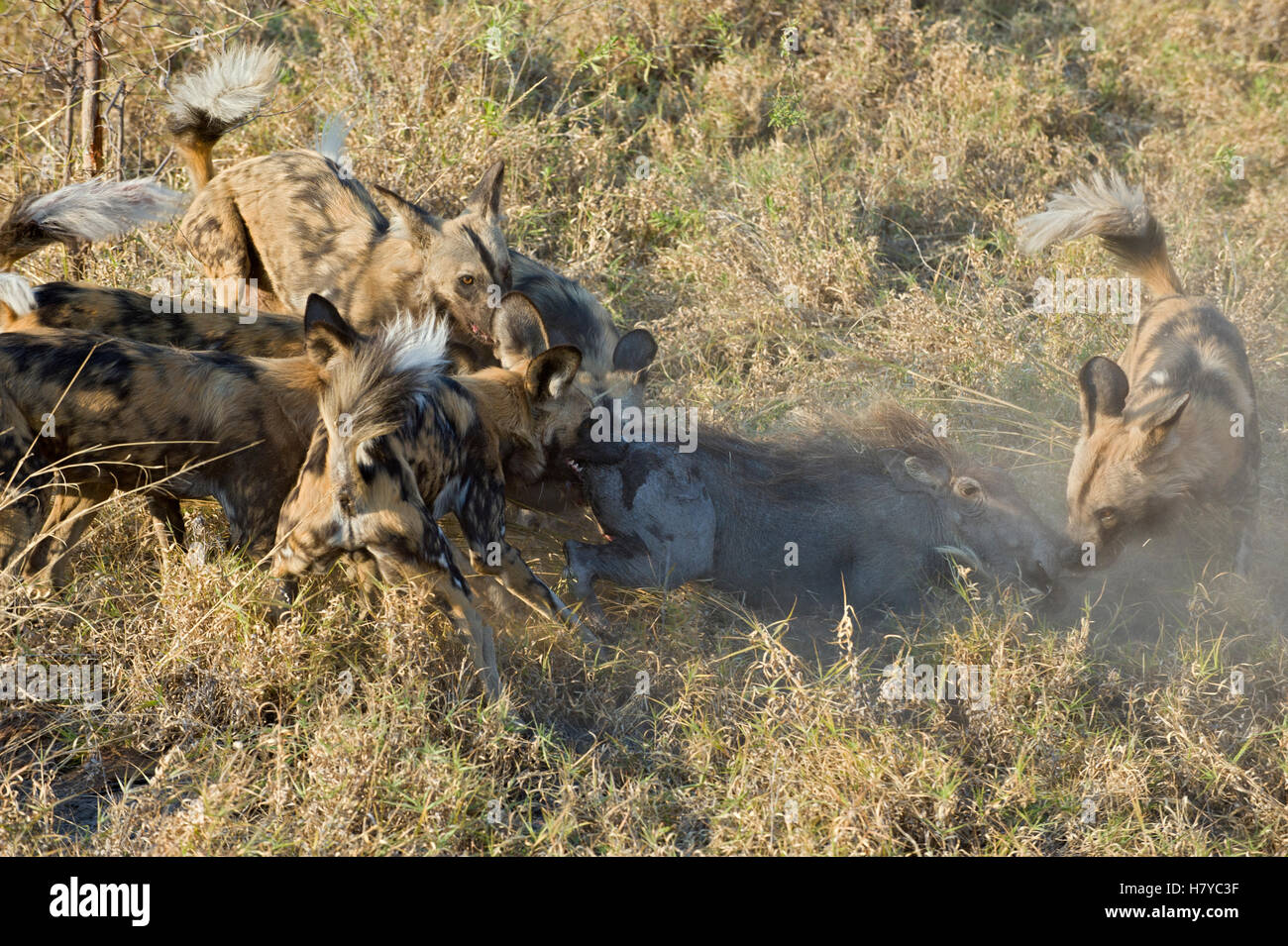 African Wild Dog (Lycaon pictus) pack attacking Warthog (Phacochoerus ...