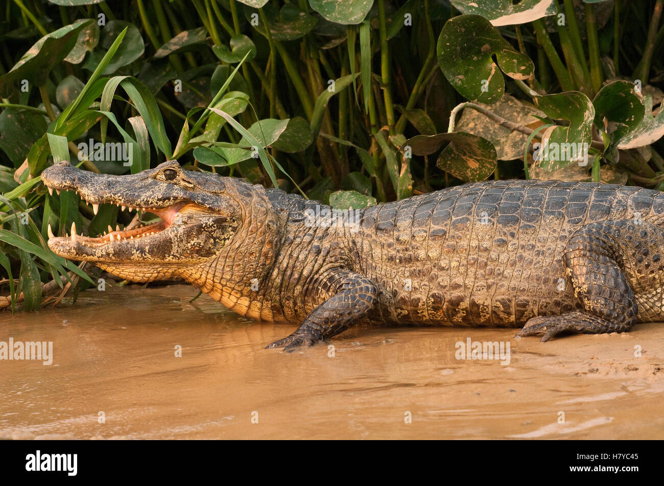 Jacare Caiman (Caiman yacare) thermoregulating on riverbank, Pantanal ...