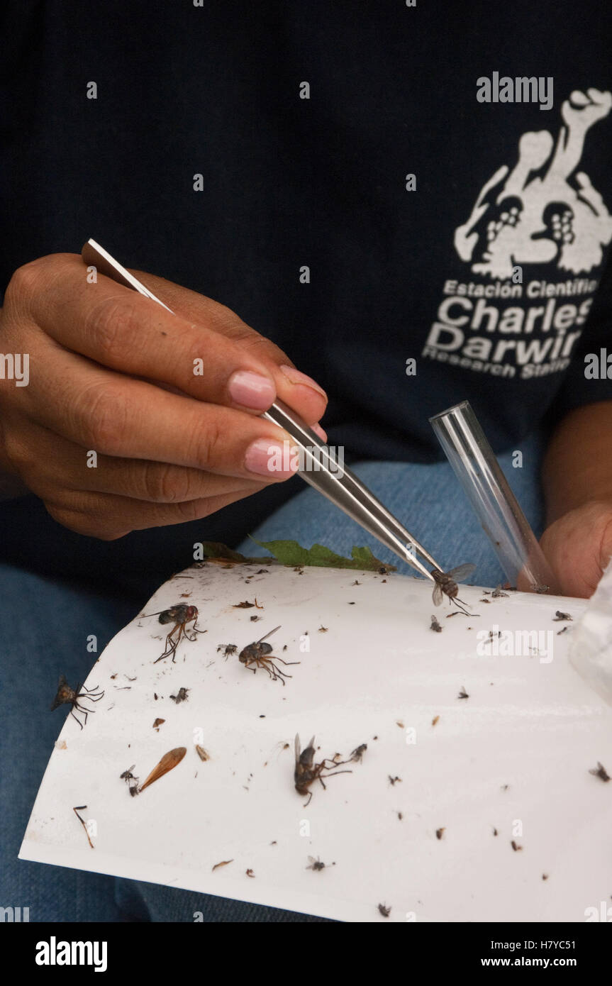 Stable Fly (Philornis downsi) research, an introduced species that is ...