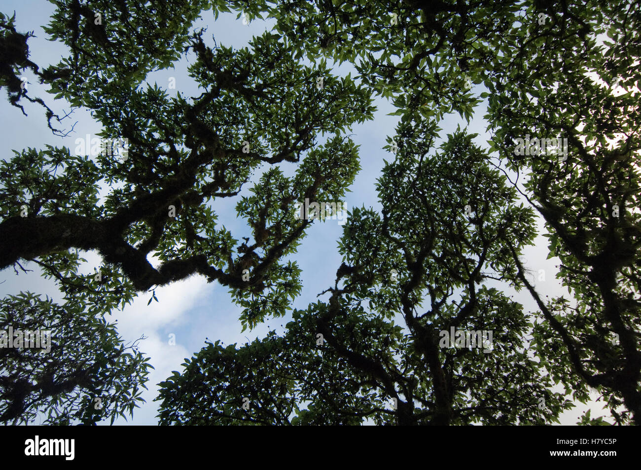 Scalesia (Scalesia pedunculata) forest showing crown shyness, highlands ...