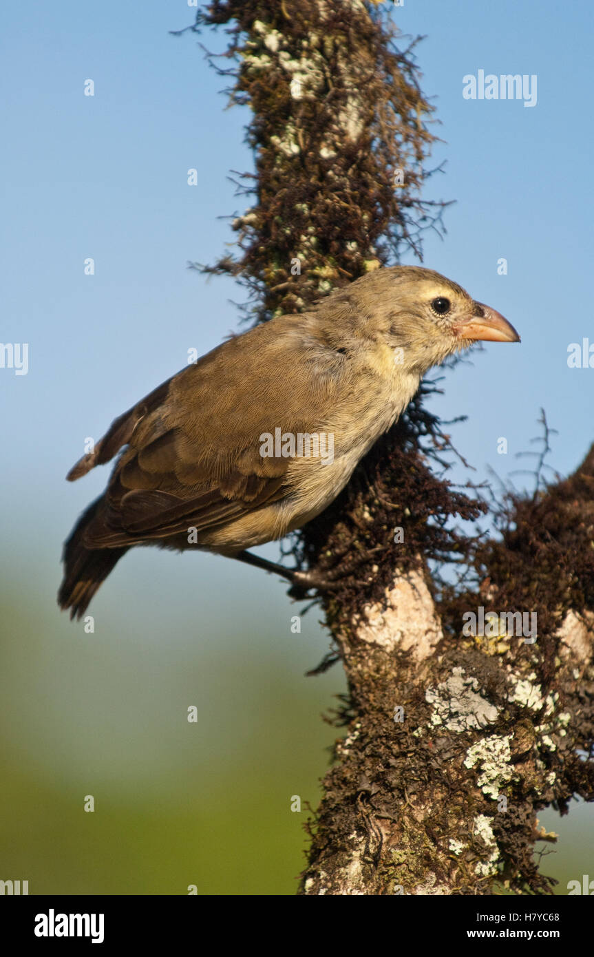 Woodpecker Finch (Camarhynchus pallidus), highlands of Santa Cruz ...