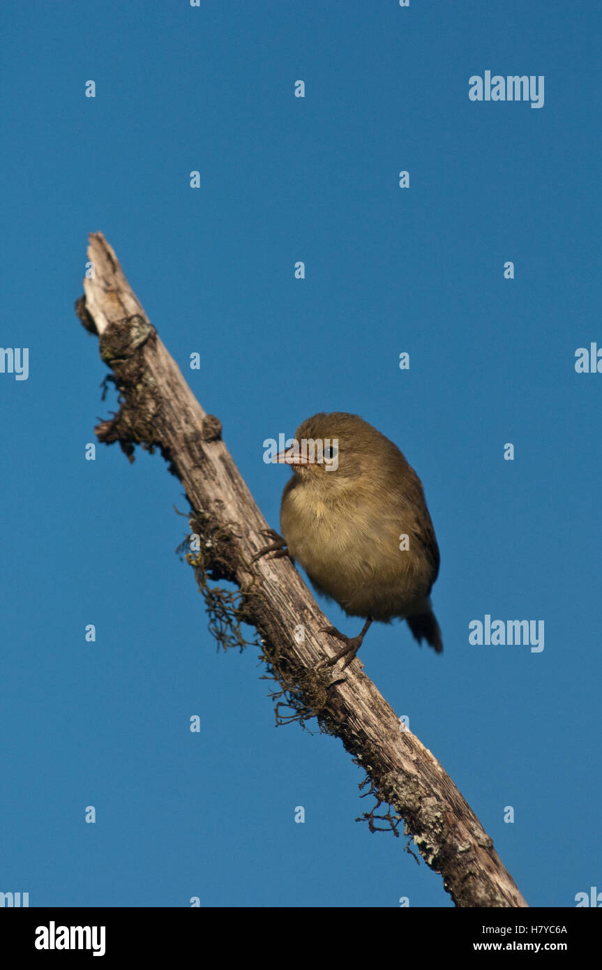 Warbler Finch (Certhidea olivacea), highlands of Santa Cruz Island ...