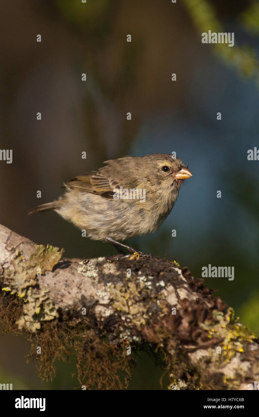 Small Tree-Finch (Camarhynchus parvulus), highlands of Santa Cruz ...
