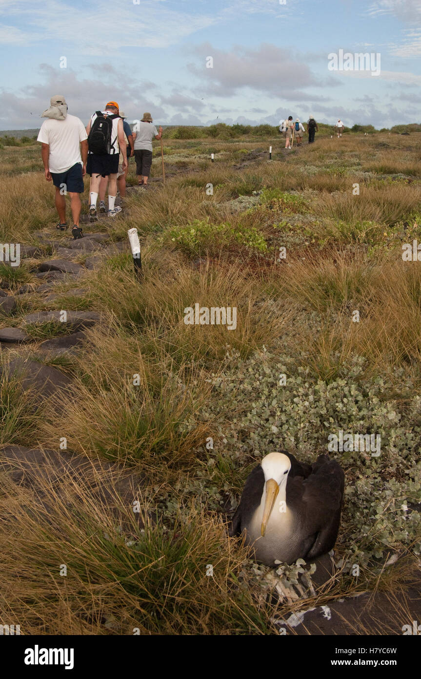 Waved Albatross (Phoebastria irrorata) on nest with tourists walking ...