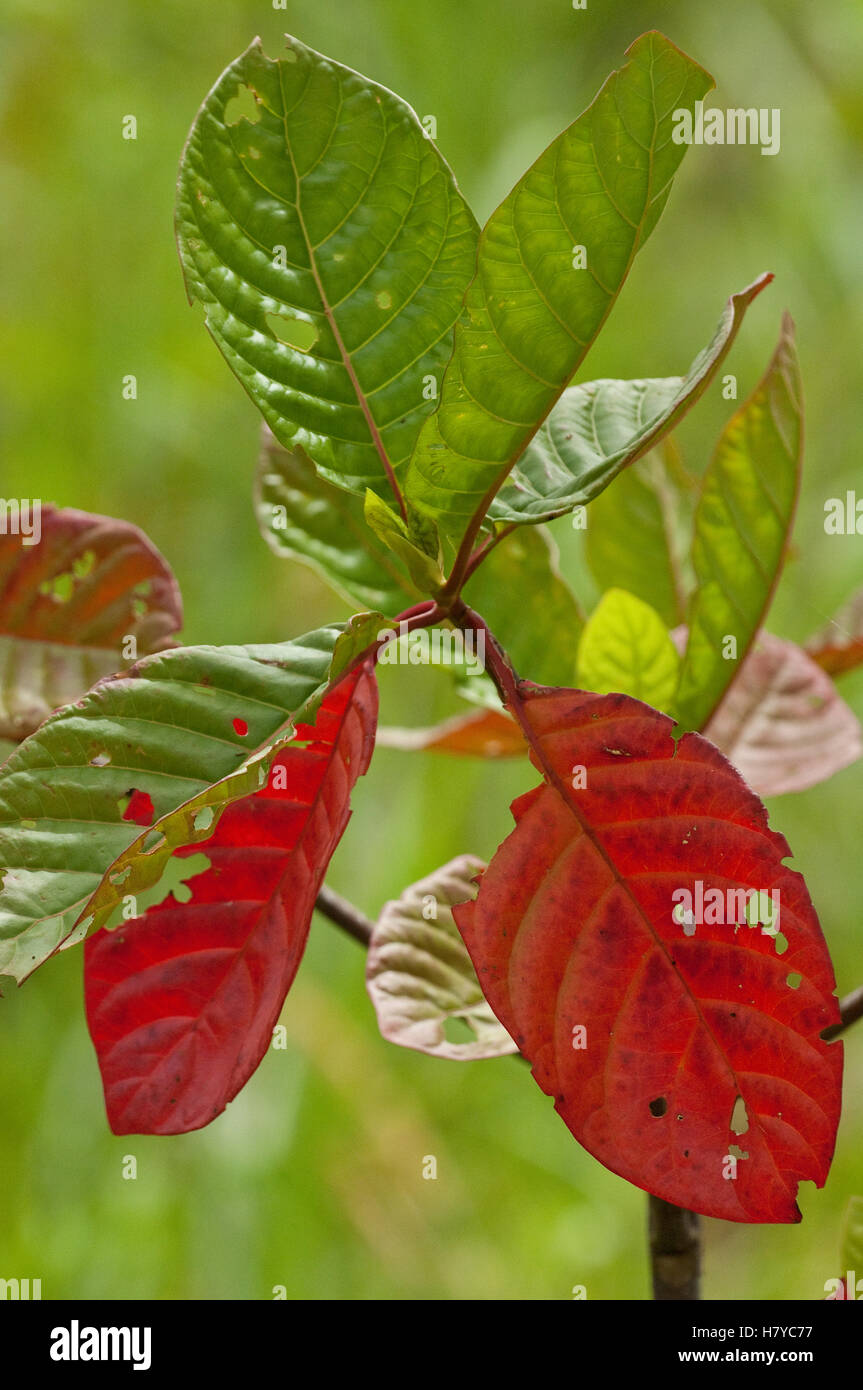 Peruvian Bark (Cinchona succirubra), an introduced species with red and ...