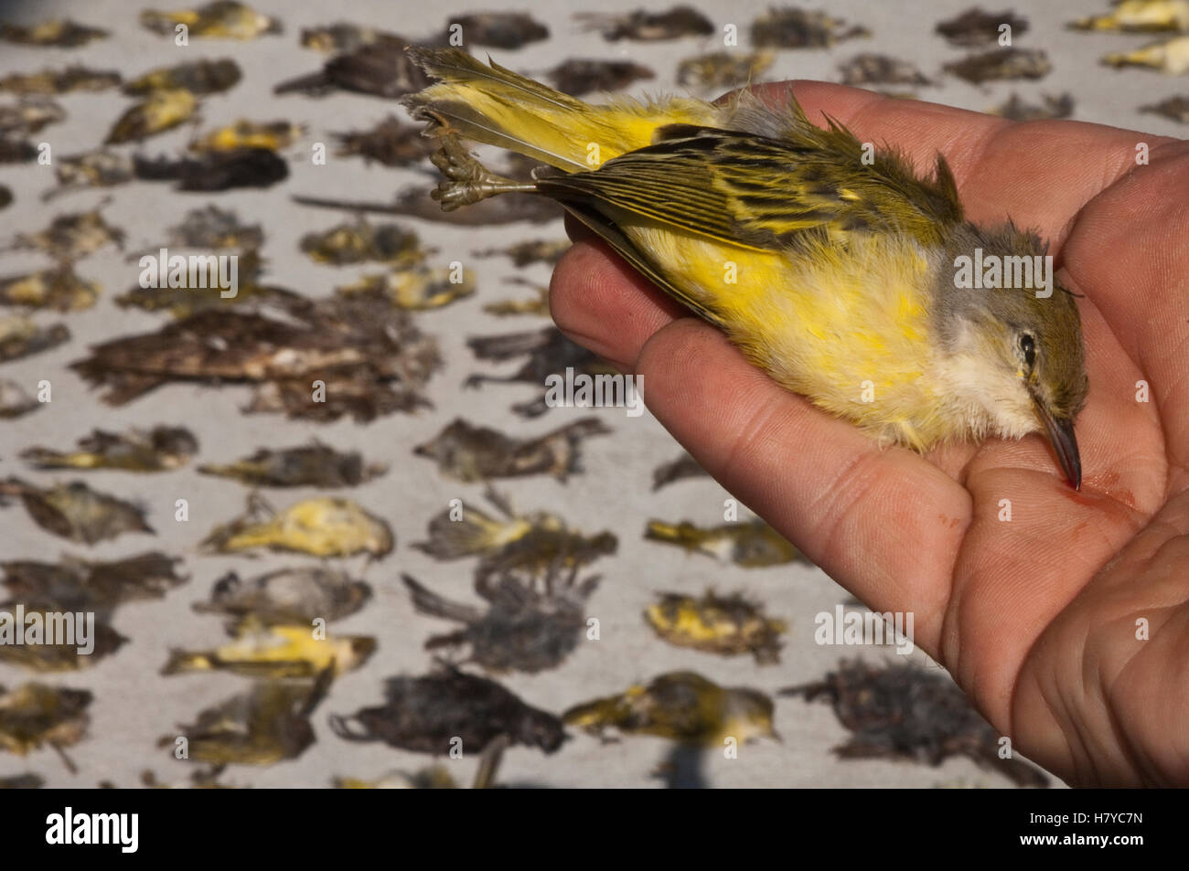 Roadkilled birds, Puerto Ayora, Santa Cruz Island, Galapagos Islands ...