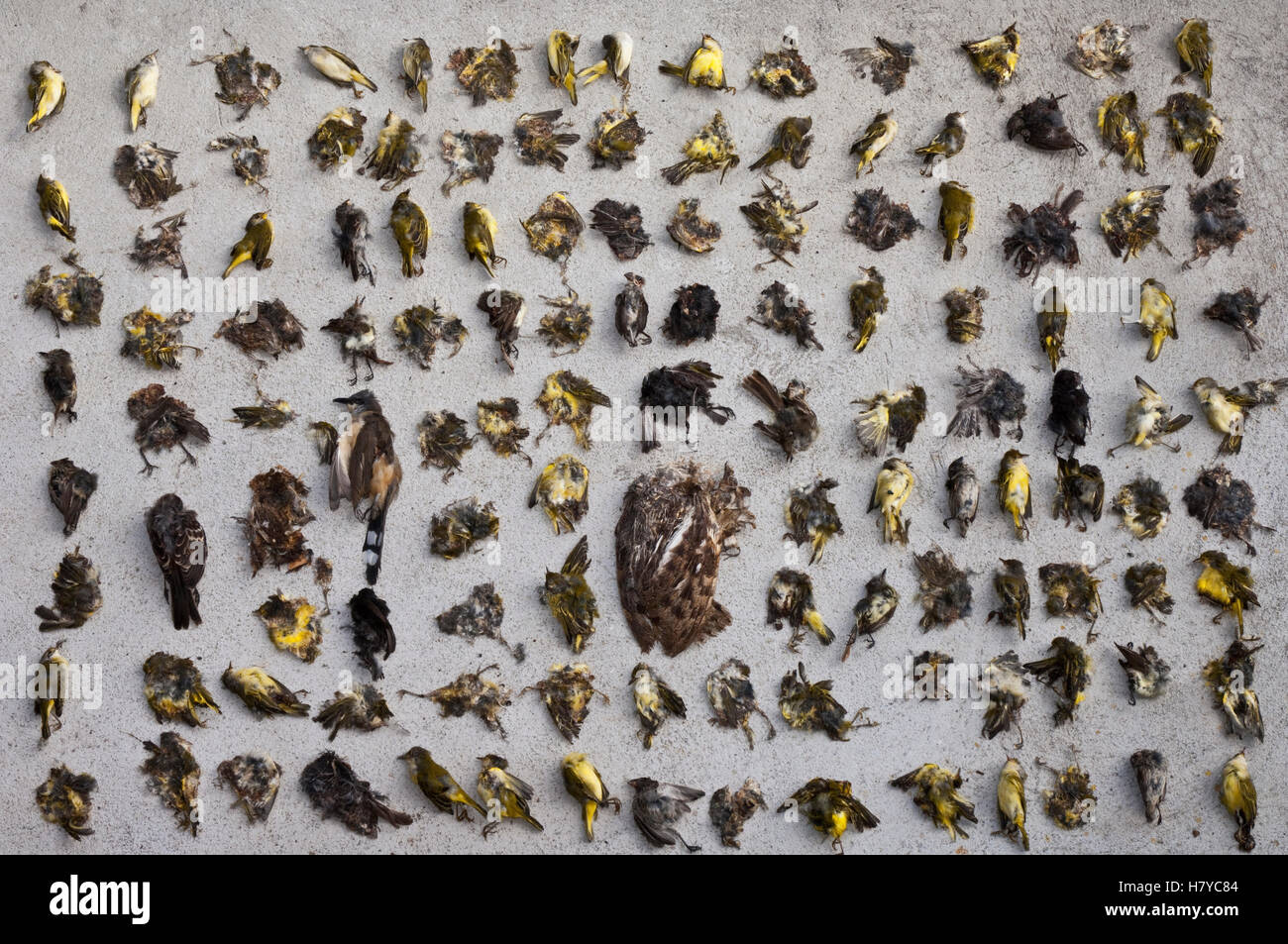 Roadkilled birds, Puerto Ayora, Santa Cruz Island, Galapagos Islands ...