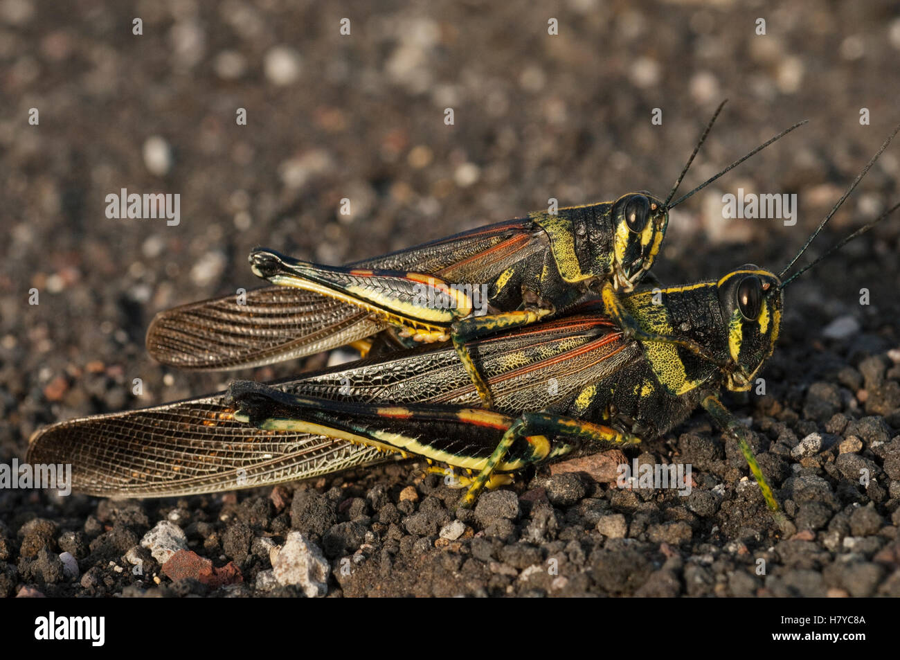 Small Painted Locust (Schistocerca literosa) pair mating, Puerto Ayora ...