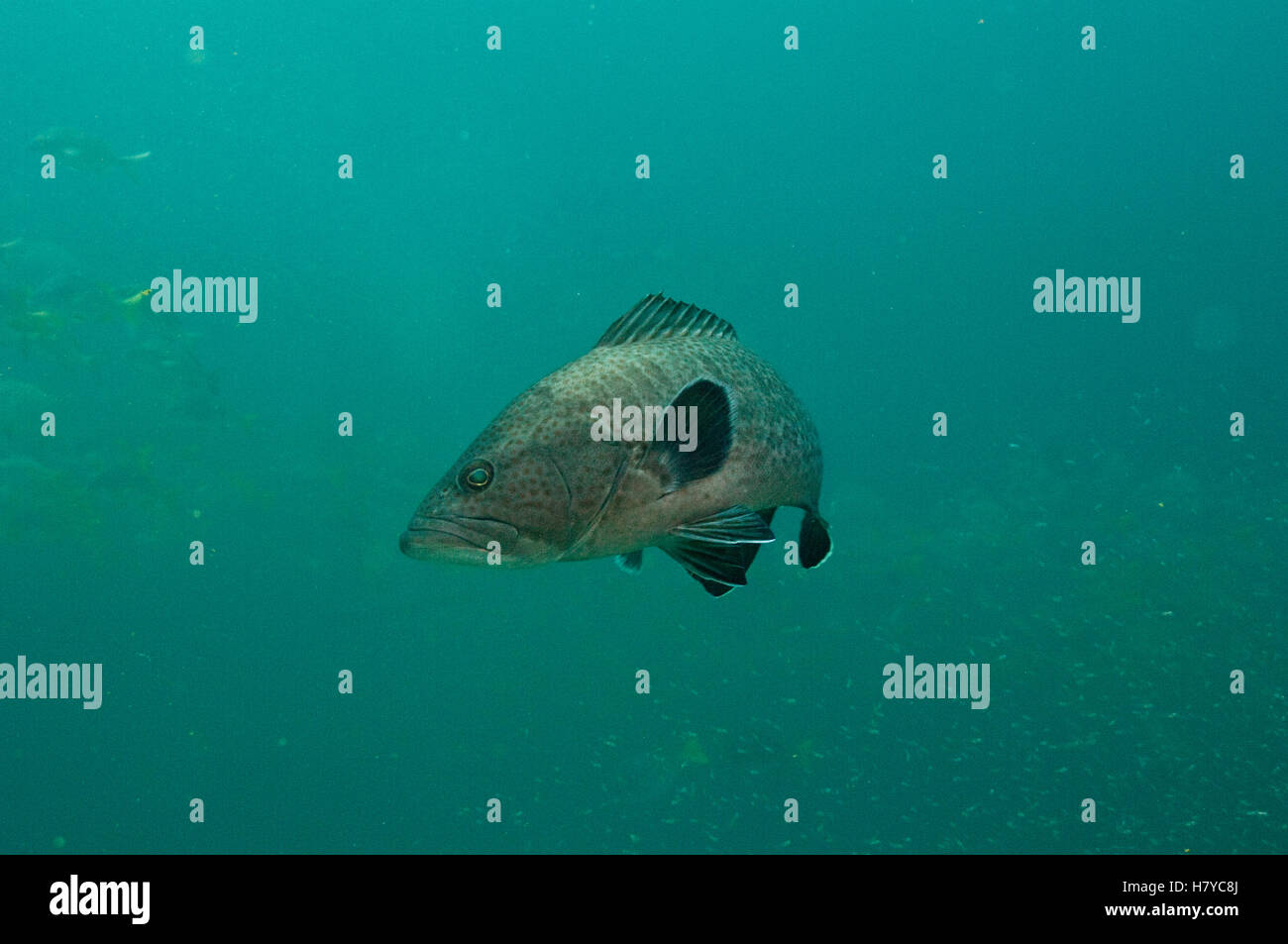 Sailfin Grouper (Mycteroperca olfax), Galapagos Islands, Ecuador Stock ...