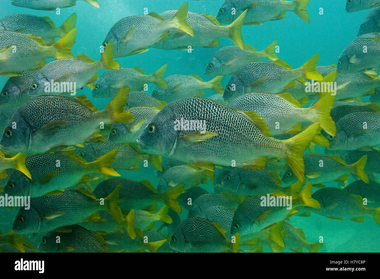 Yellow-tailed Grunt (Anisotremus interruptus) school off of Wolf Island ...