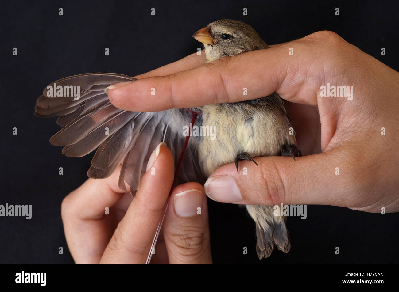 Small Tree-Finch (Camarhynchus parvulus) studied for avian pox having ...