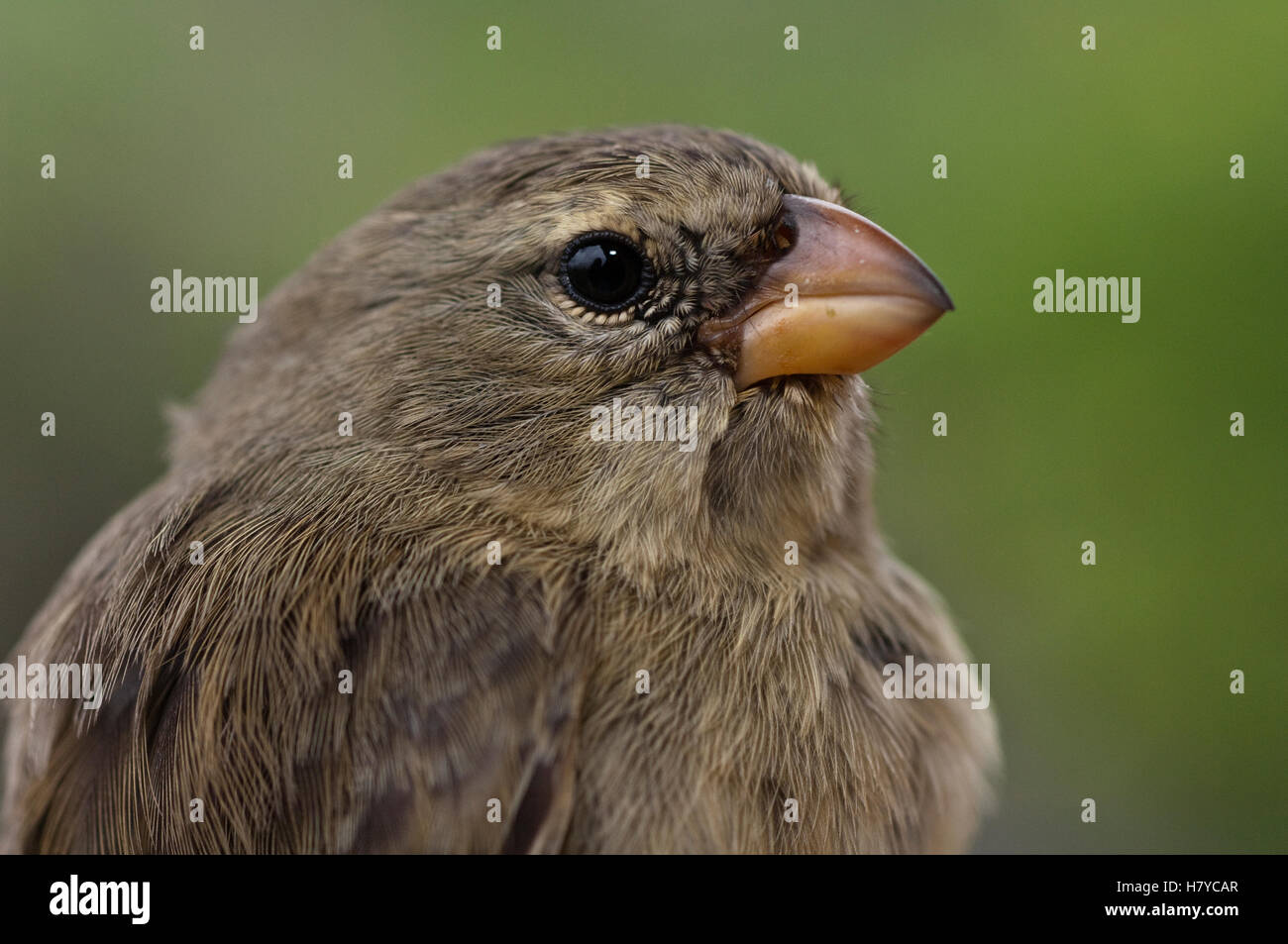 Small Tree-Finch (Camarhynchus parvulus) portrait, highlands of Santa ...