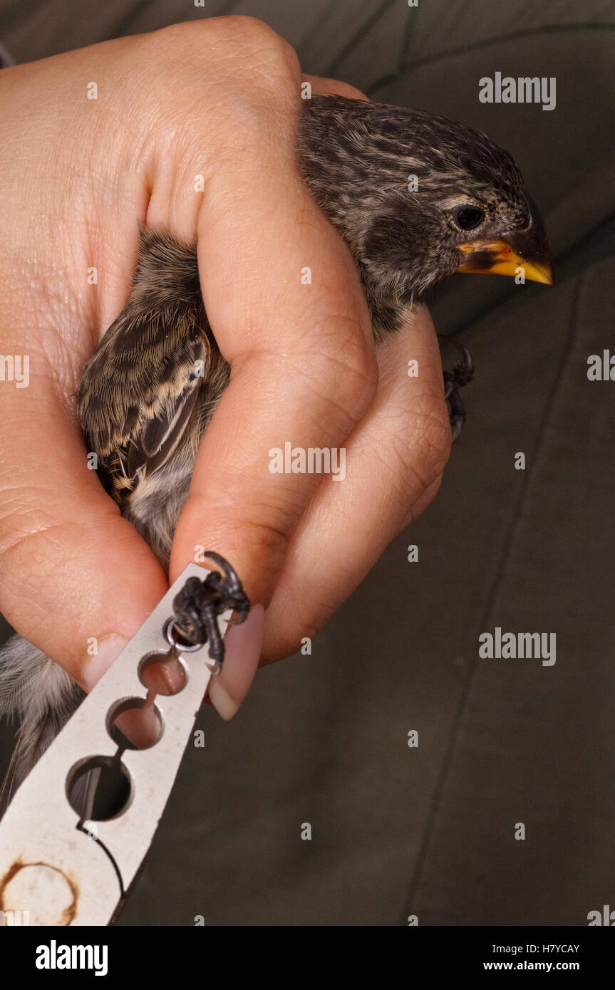 Medium Ground Finch (Geospiza fortis) getting banded, part of avian pox ...