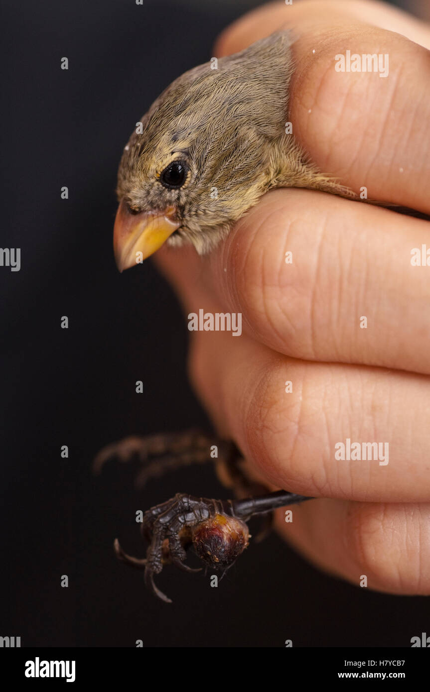 Small Tree-Finch (Camarhynchus parvulus) studied for avian pox showing ...