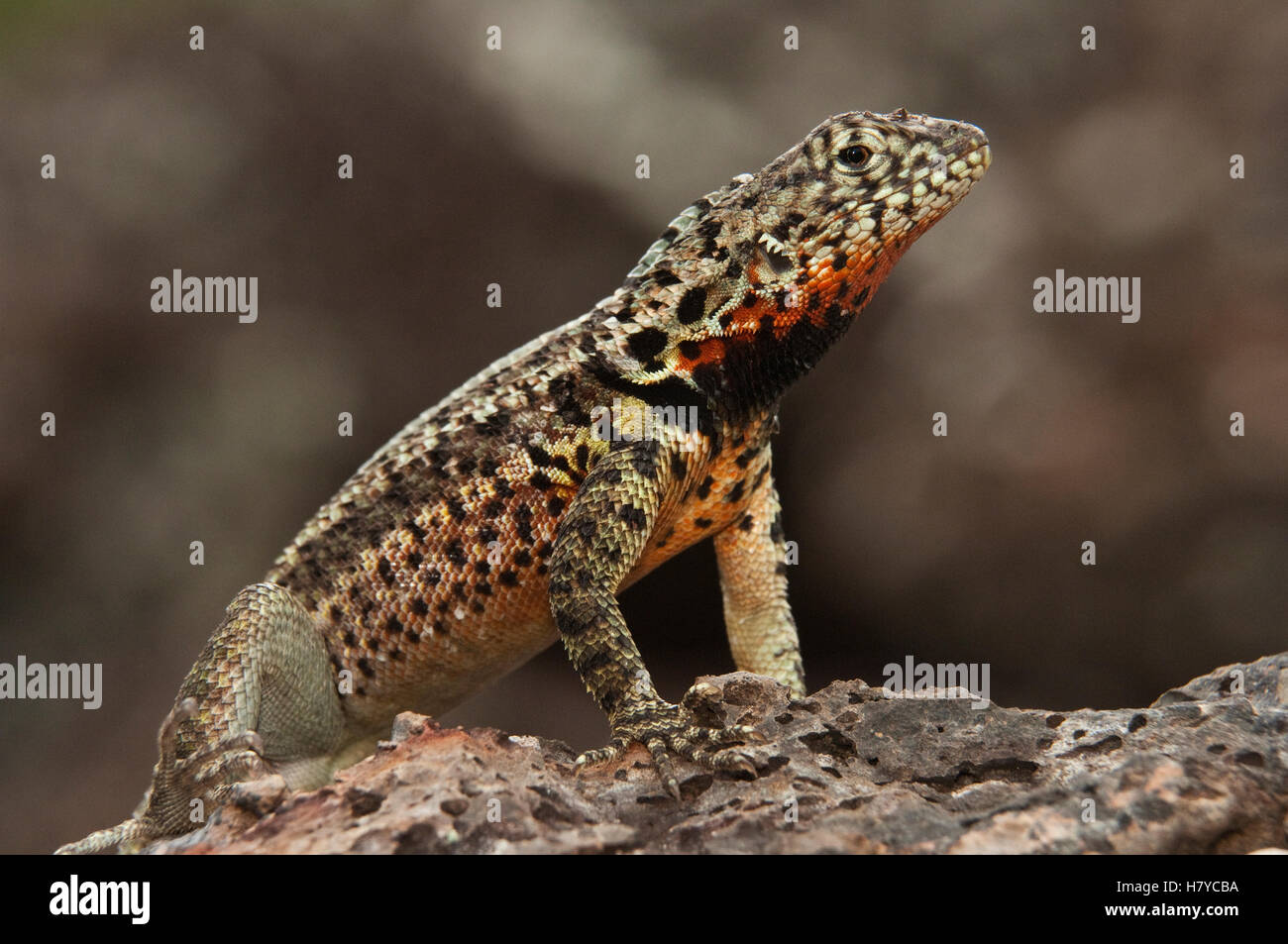Lava Lizard (Tropidurus albemarlensis) male displaying in breeding ...