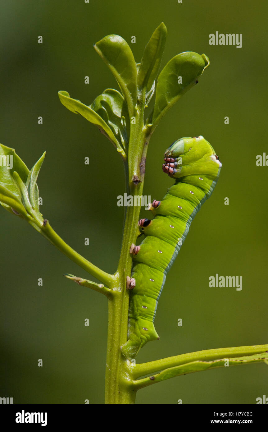 Ello Sphinx Moth (Erinnyis ello) caterpillar on mangrove sprout, Puerto ...