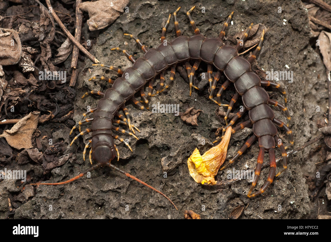 Galapagos Centipede (Scolopendra galapagoensis), Puerto Ayora, Santa ...