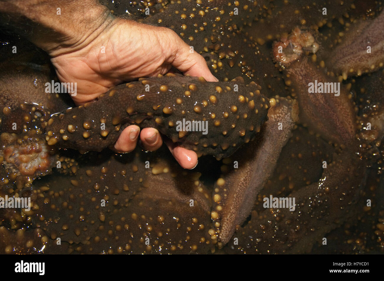 Sea Cucumber (Actinopyga lecanora) harvest, Puerto Ayora, Santa Cruz ...