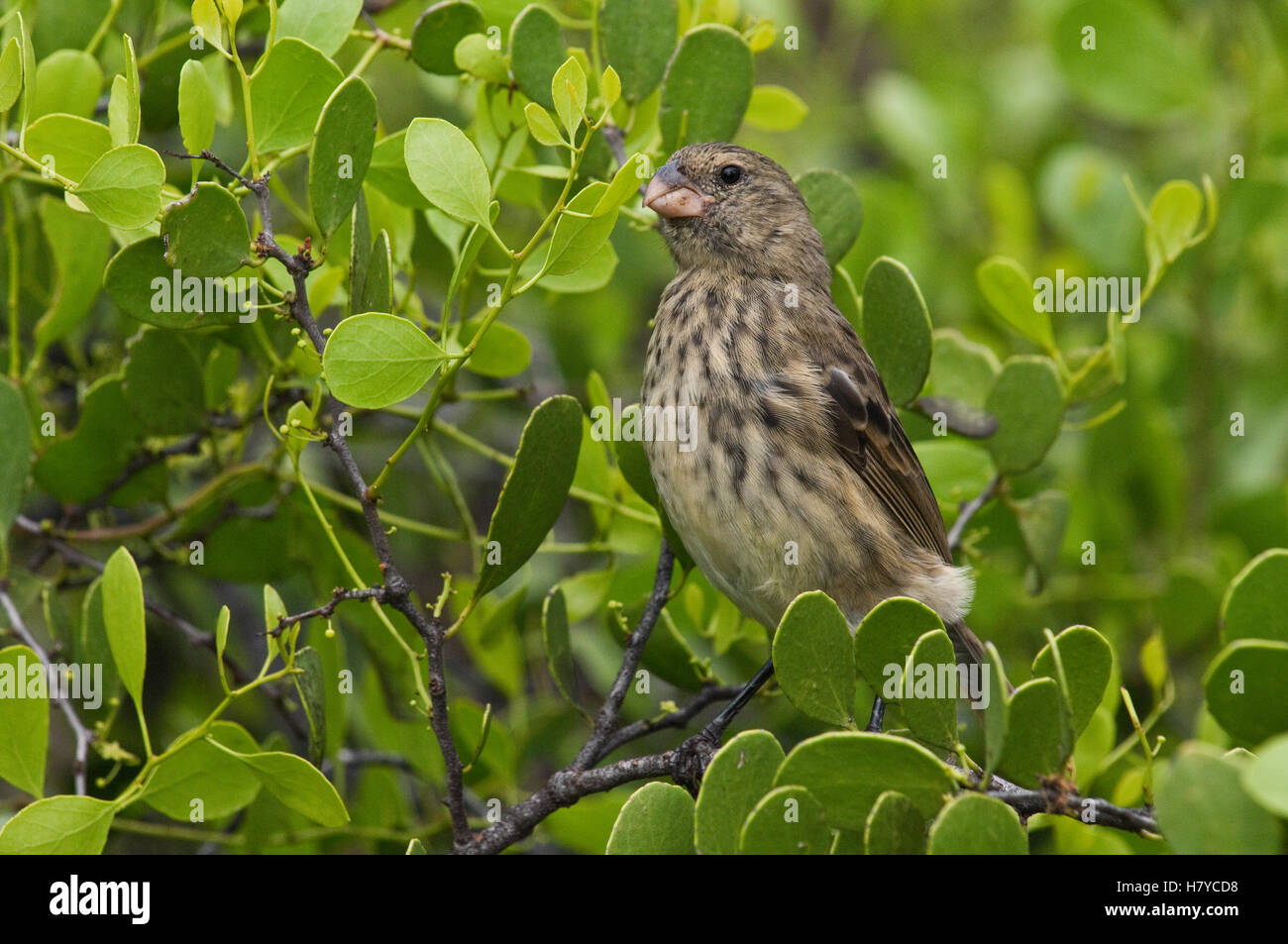 Vegetarian Finch (Platyspiza crassirostris) in mangroves, highlands of ...
