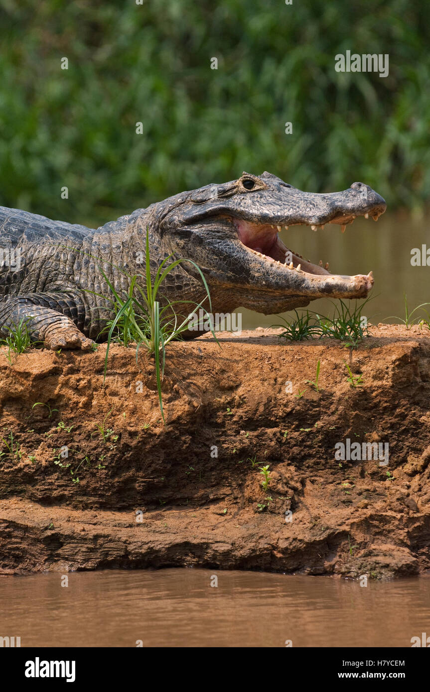 Jacare Caiman (Caiman yacare) thermoregulating on riverbank, Pantanal ...
