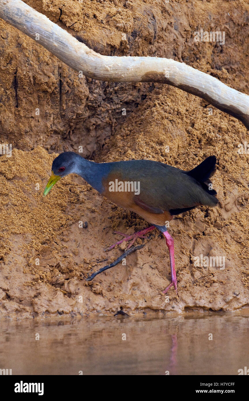 Grey-necked Wood-rail (Aramides cajanea) foraging along shore, central ...
