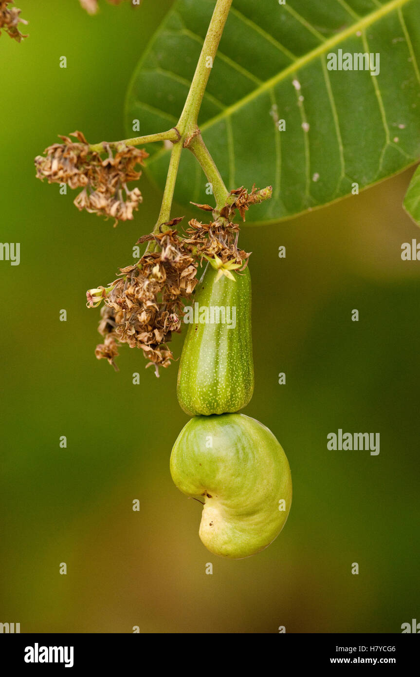 Cashew (Anacardium occidentale) nut growing, Pantanal, Brazil Stock ...
