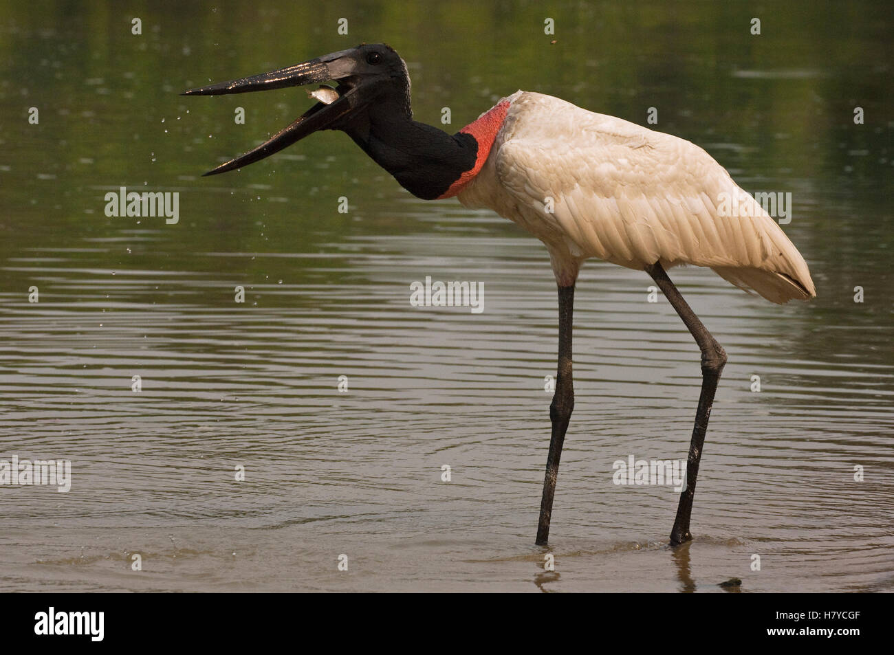 Jabiru Stork (Jabiru mycteria) swallowing fish prey, Pantanal, Brazil ...