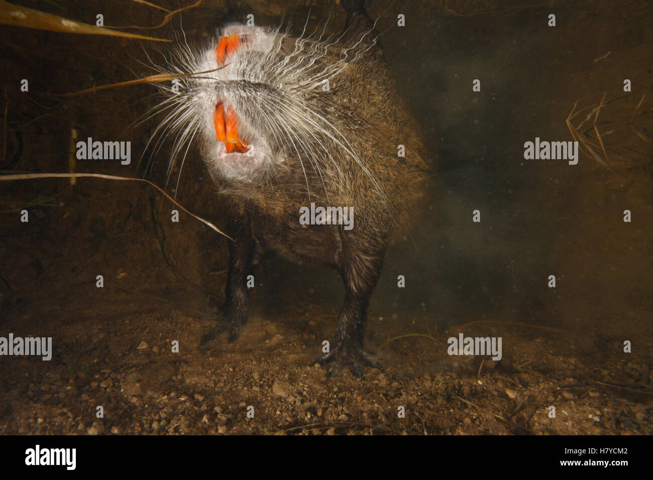Nutria (Myocastor coypus) resting on surface seen from underwater ...