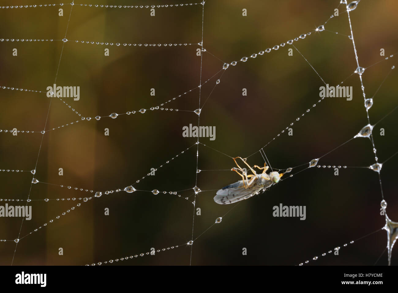 Spider web with beads of dew and trapped fly, France Stock Photo - Alamy