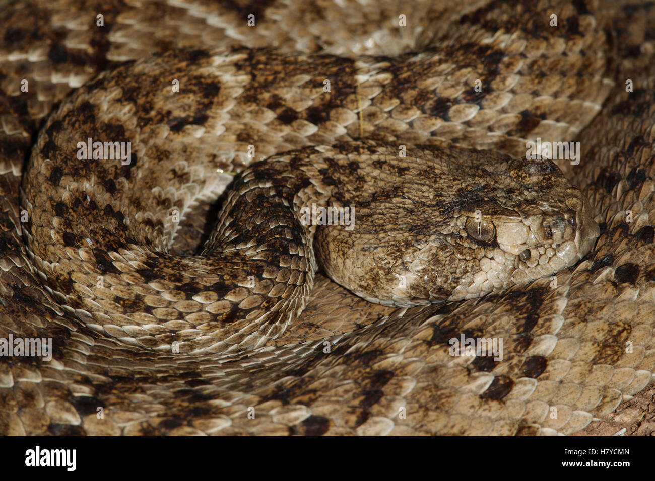 Western Diamondback Rattlesnake (Crotalus atrox), southern Texas Stock ...