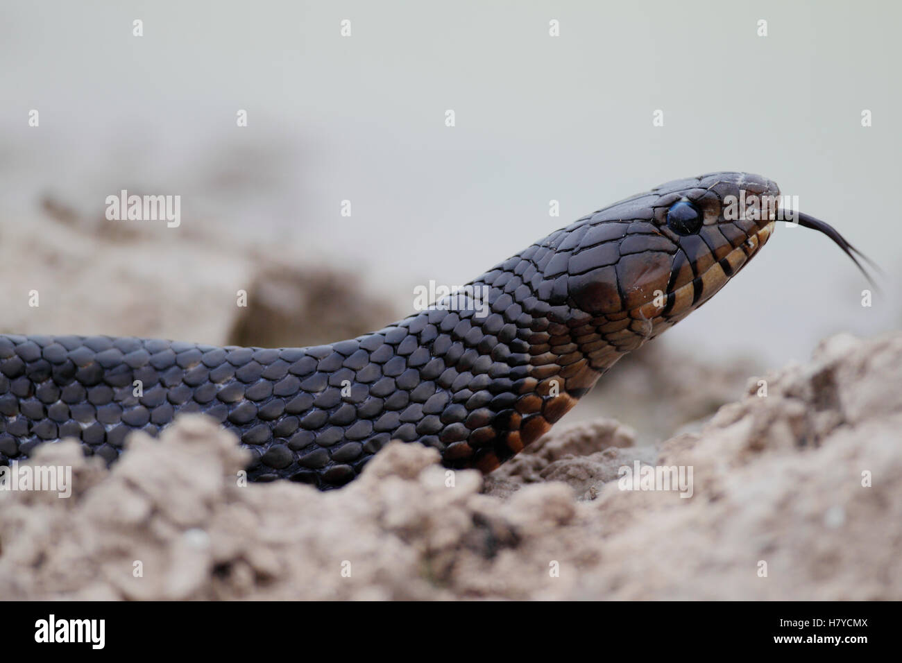 Texas Indigo Snake (Drymarchon corais erebennus) flicking tongue ...