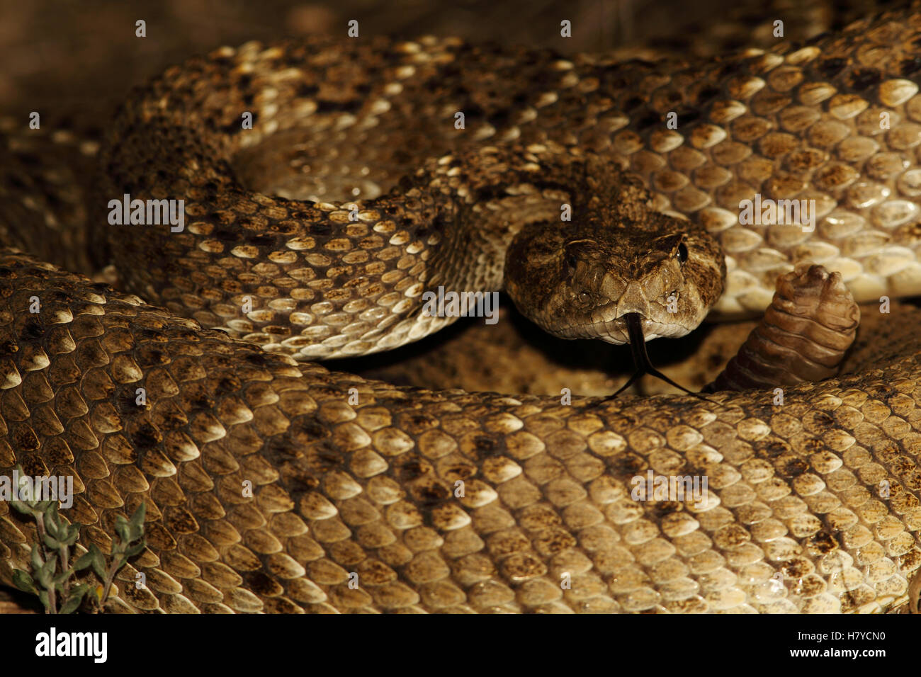 Western Diamondback Rattlesnake (Crotalus atrox) with extended tongue ...
