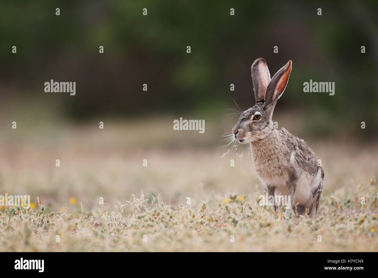Black-tailed Jackrabbit (Lepus californicus), southern Texas Stock ...