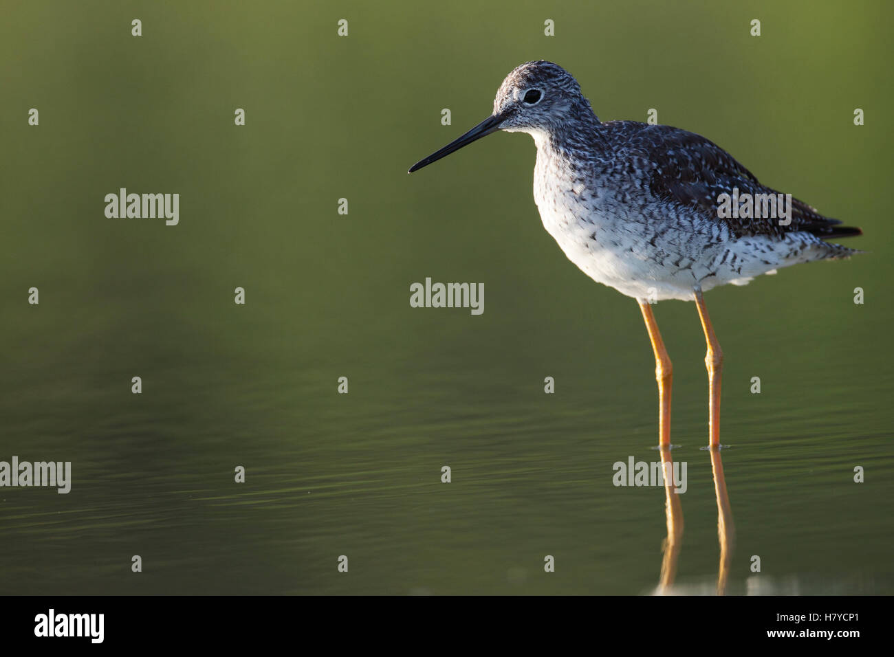 Lesser Yellowlegs (Tringa flavipes) in shallow water, southern Texas ...