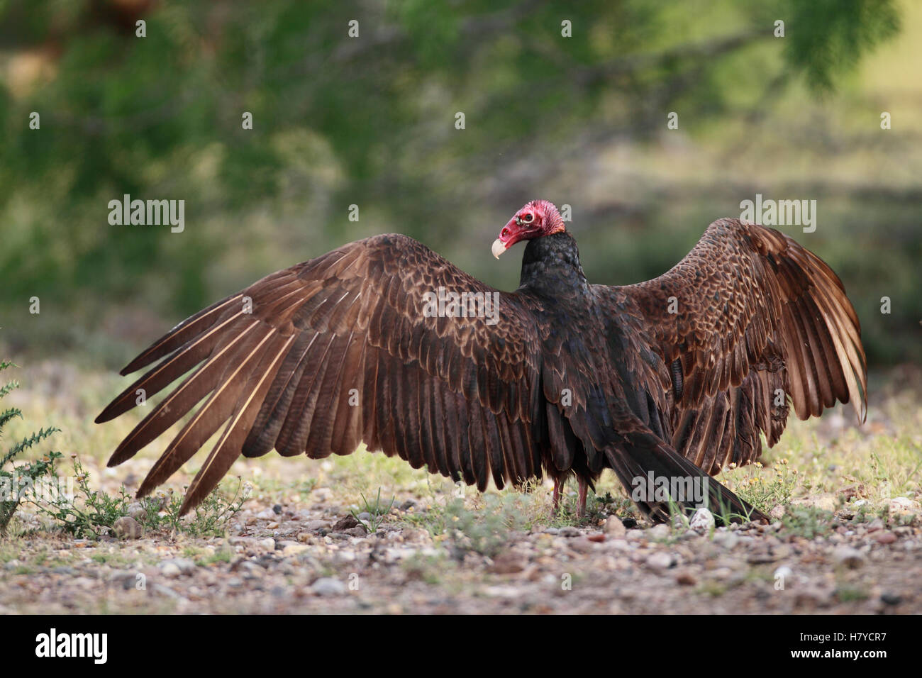 Turkey Vulture (Cathartes aura) sunbathing with wings spread, southern ...