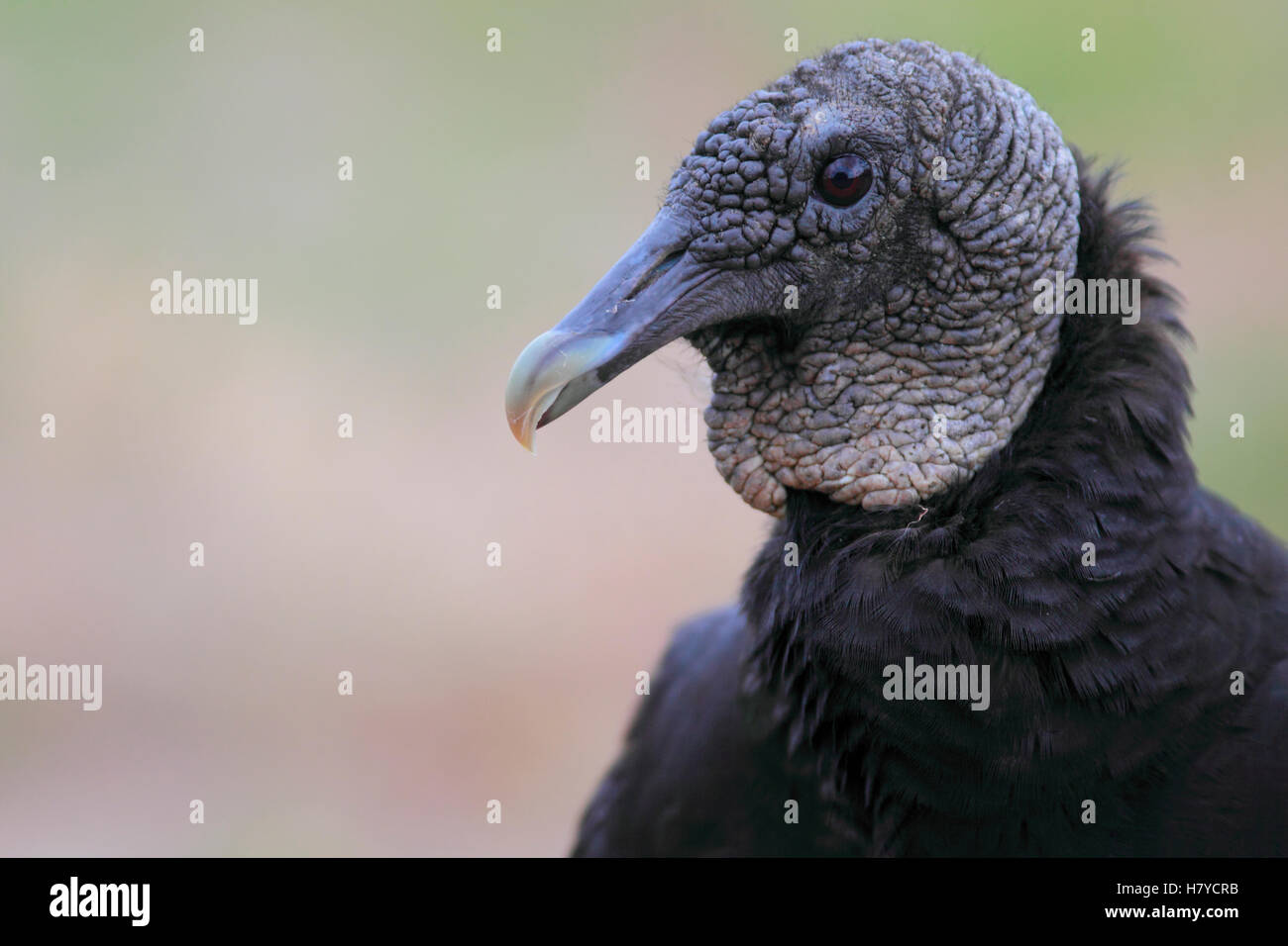 American Black Vulture (Coragyps atratus) portrait, southern Texas ...