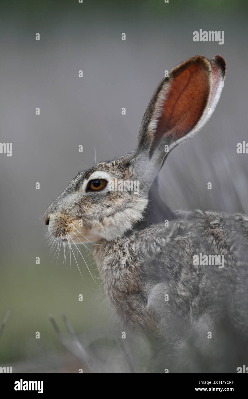 Black-tailed Jackrabbit (Lepus californicus), southern Texas Stock ...