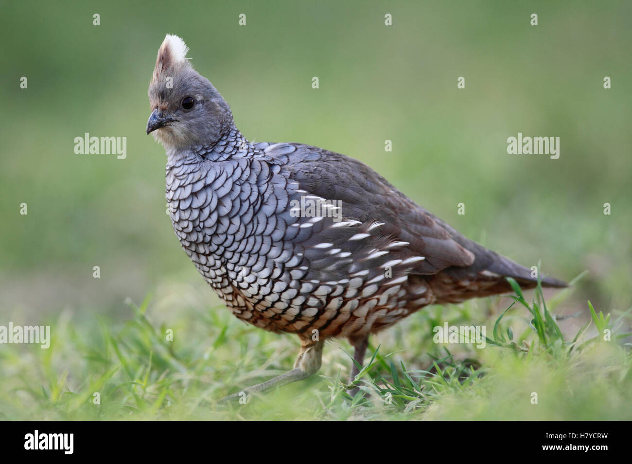 Scaled Quail (Callipepla squamata) female, southern Texas Stock Photo ...