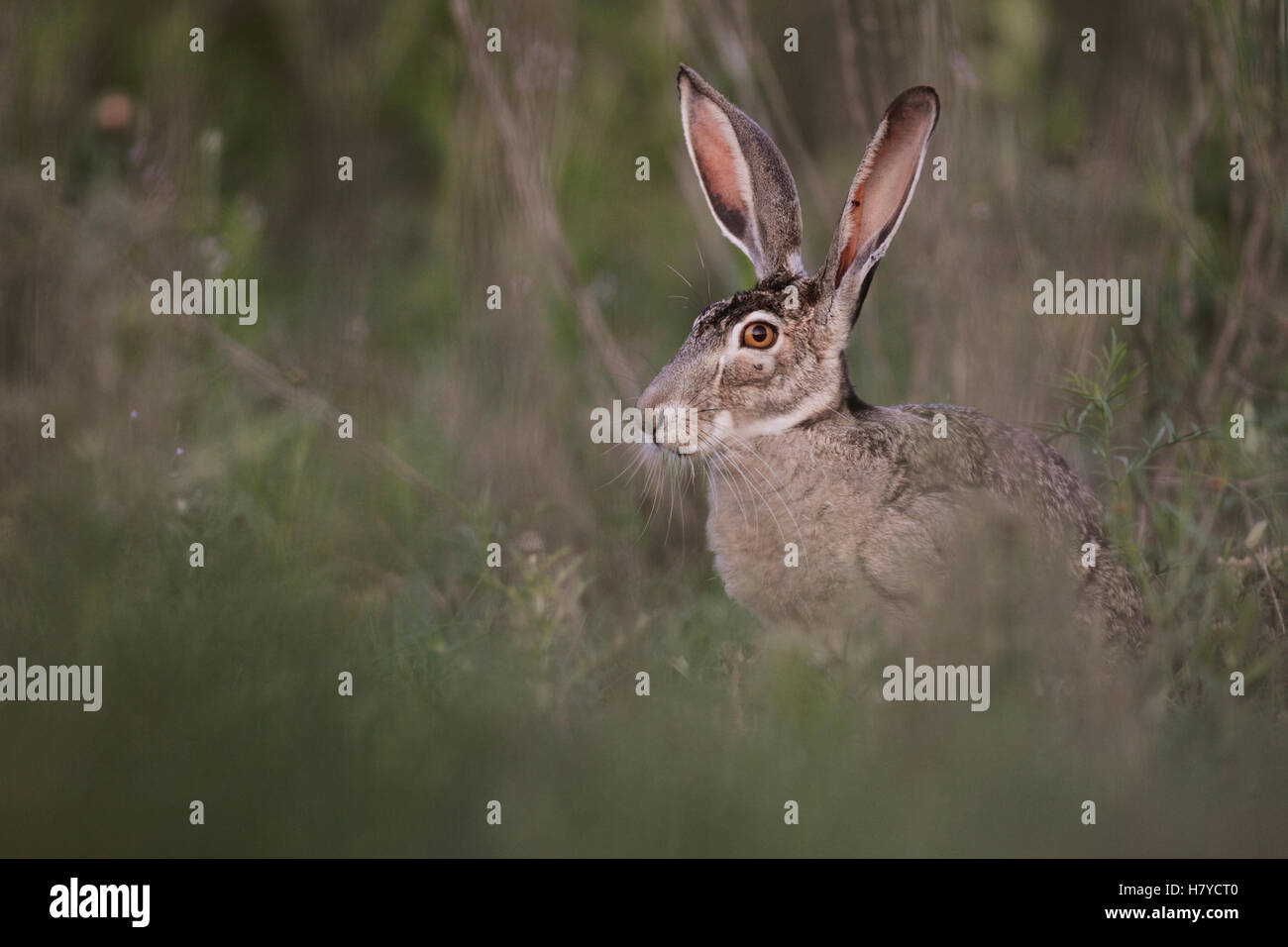 Black-tailed Jackrabbit (Lepus californicus), southern Texas Stock ...
