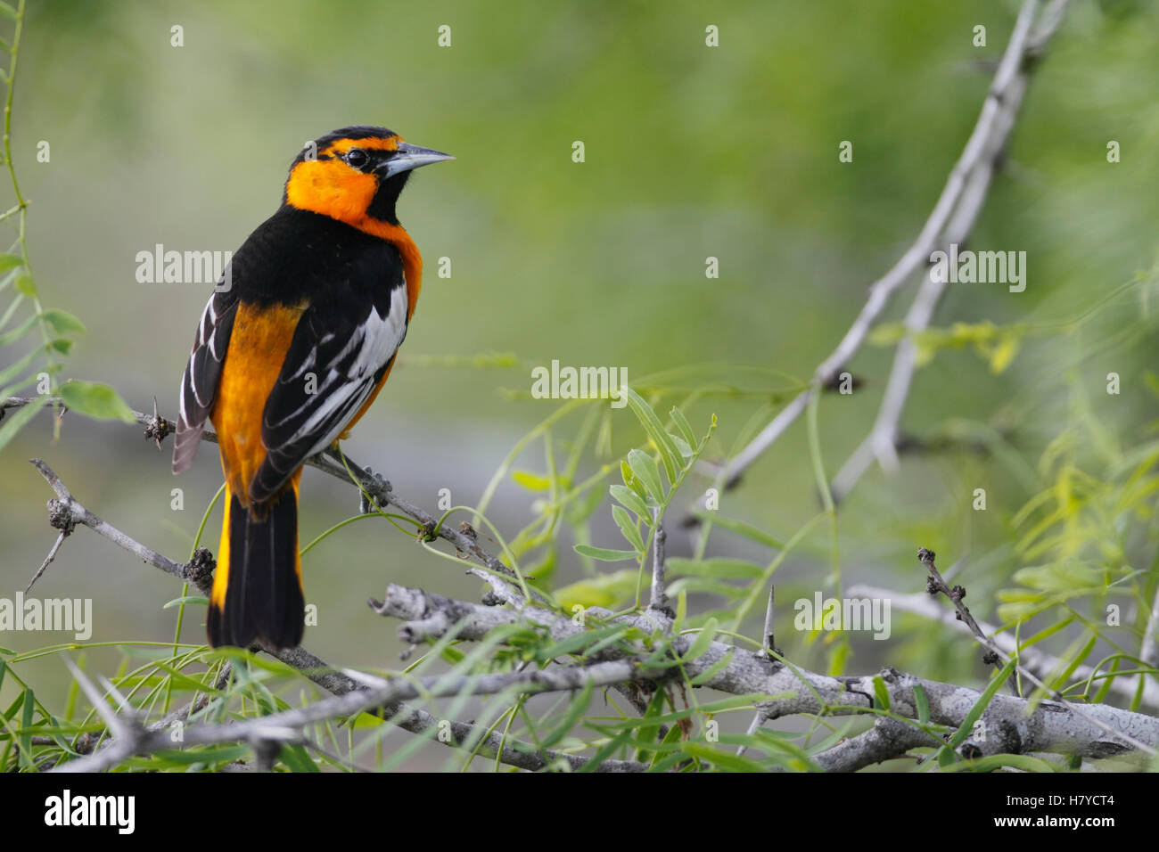 Bullock's Oriole (Icterus bullockii) male, southern Texas Stock Photo ...