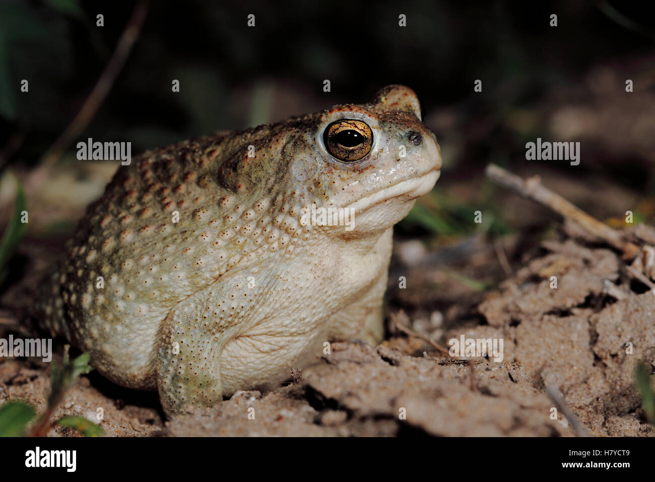 Texas Toad (Bufo speciosus), southern Texas Stock Photo - Alamy