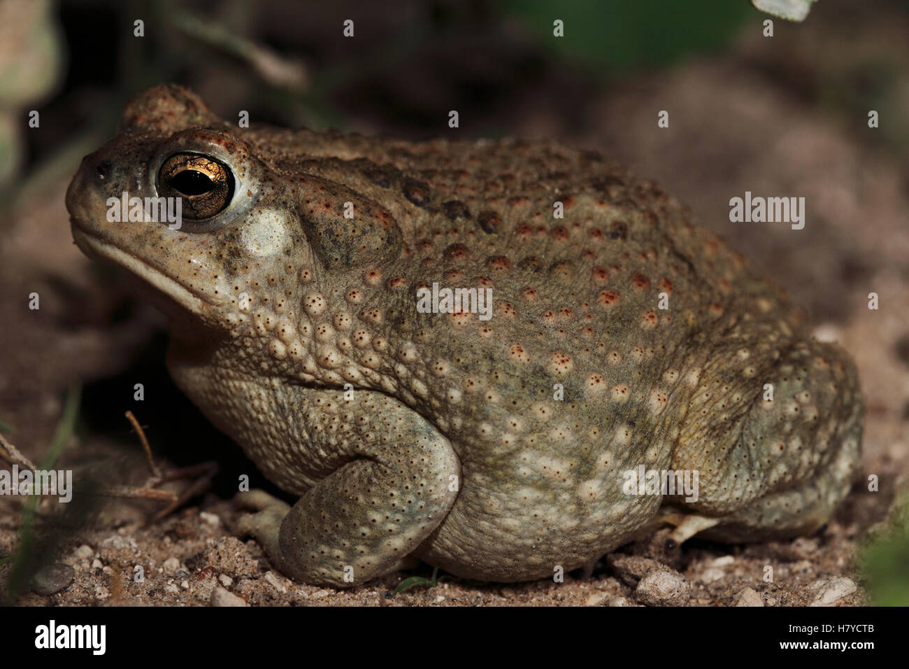 Texas Toad (Bufo speciosus), southern Texas Stock Photo - Alamy