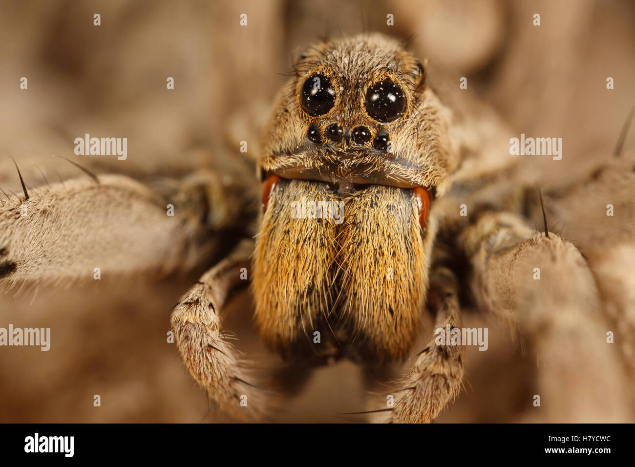 Wolf Spider (Pardosa sp), southern Texas Stock Photo - Alamy