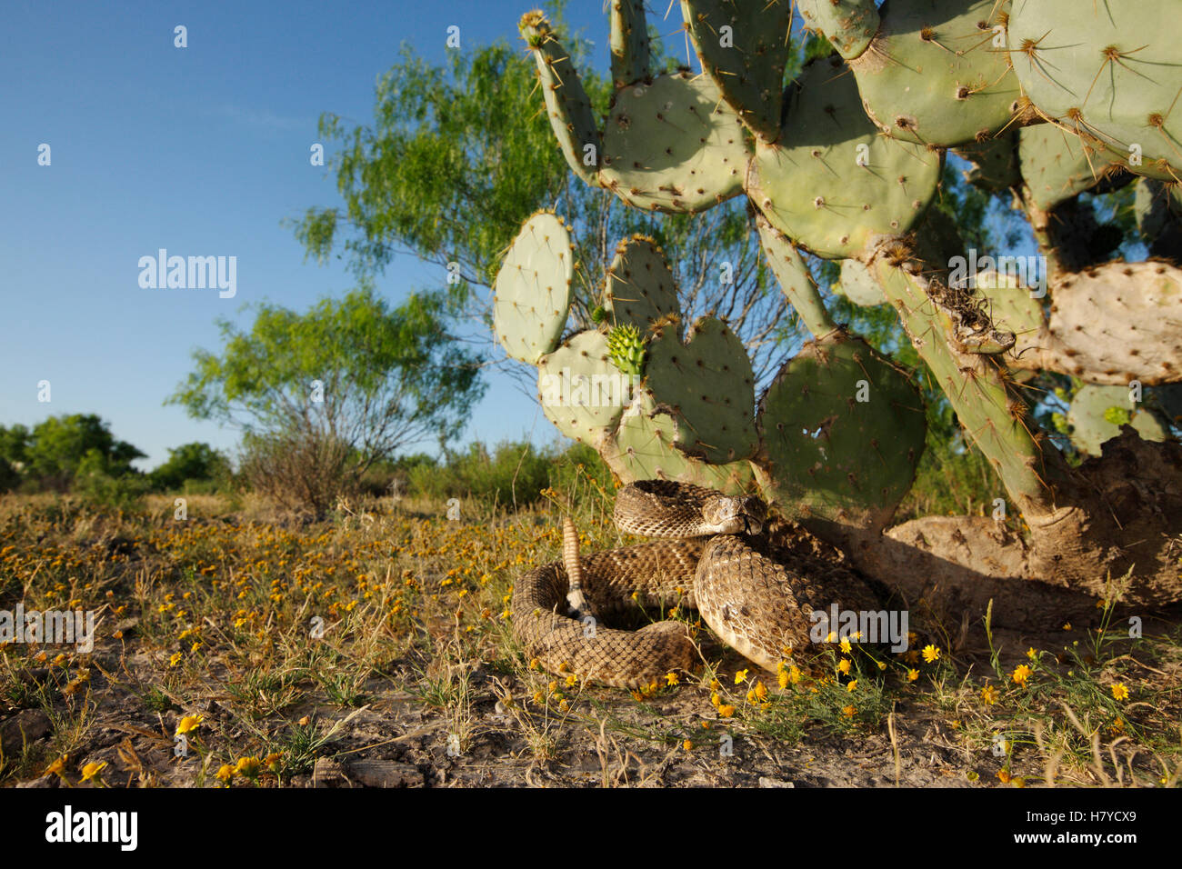 Western Diamondback Rattlesnake (Crotalus atrox) coiled under cactus ...