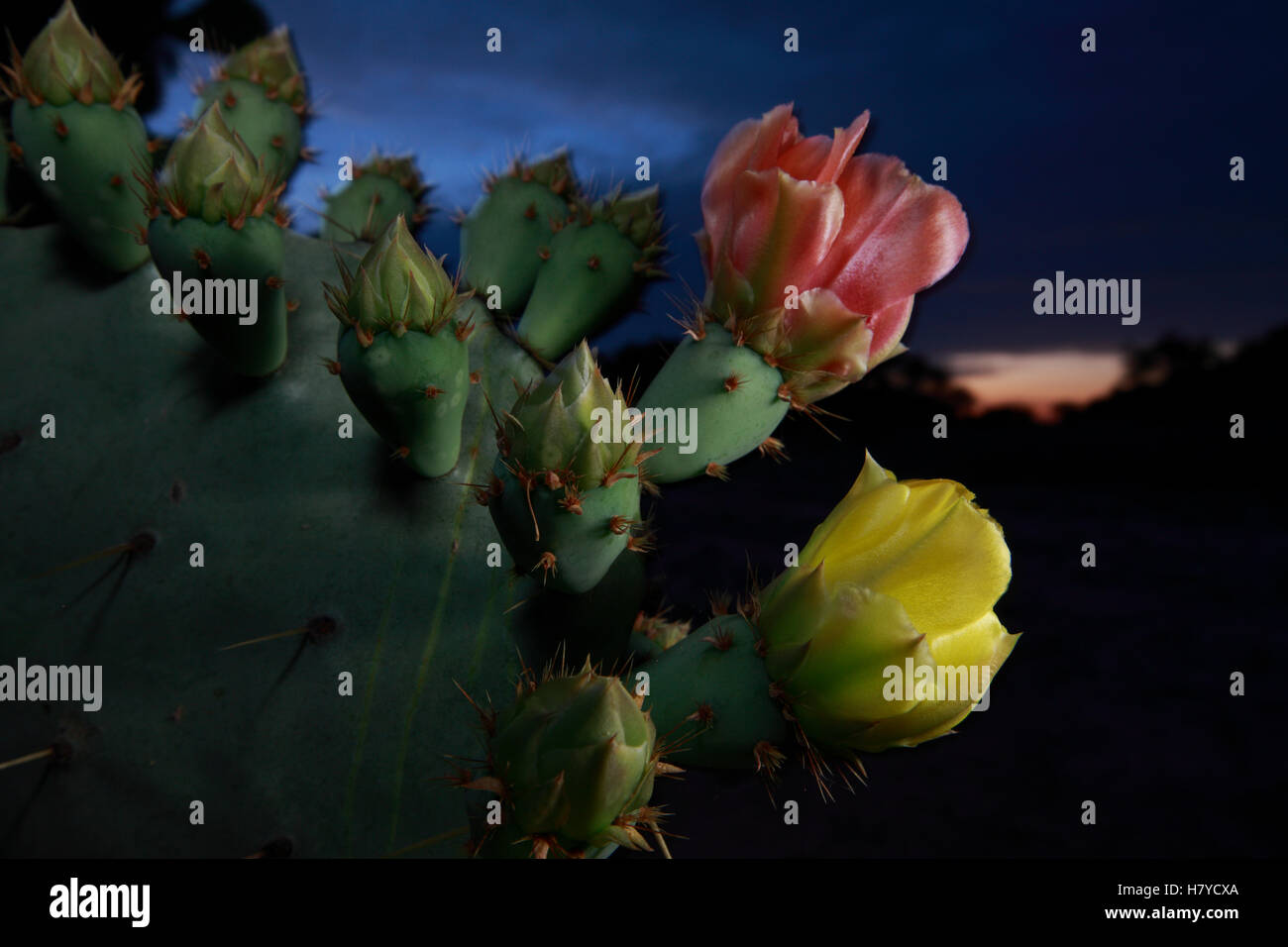 Engelmann Prickly Pear (Opuntia engelmannii) cactus blooming at night ...