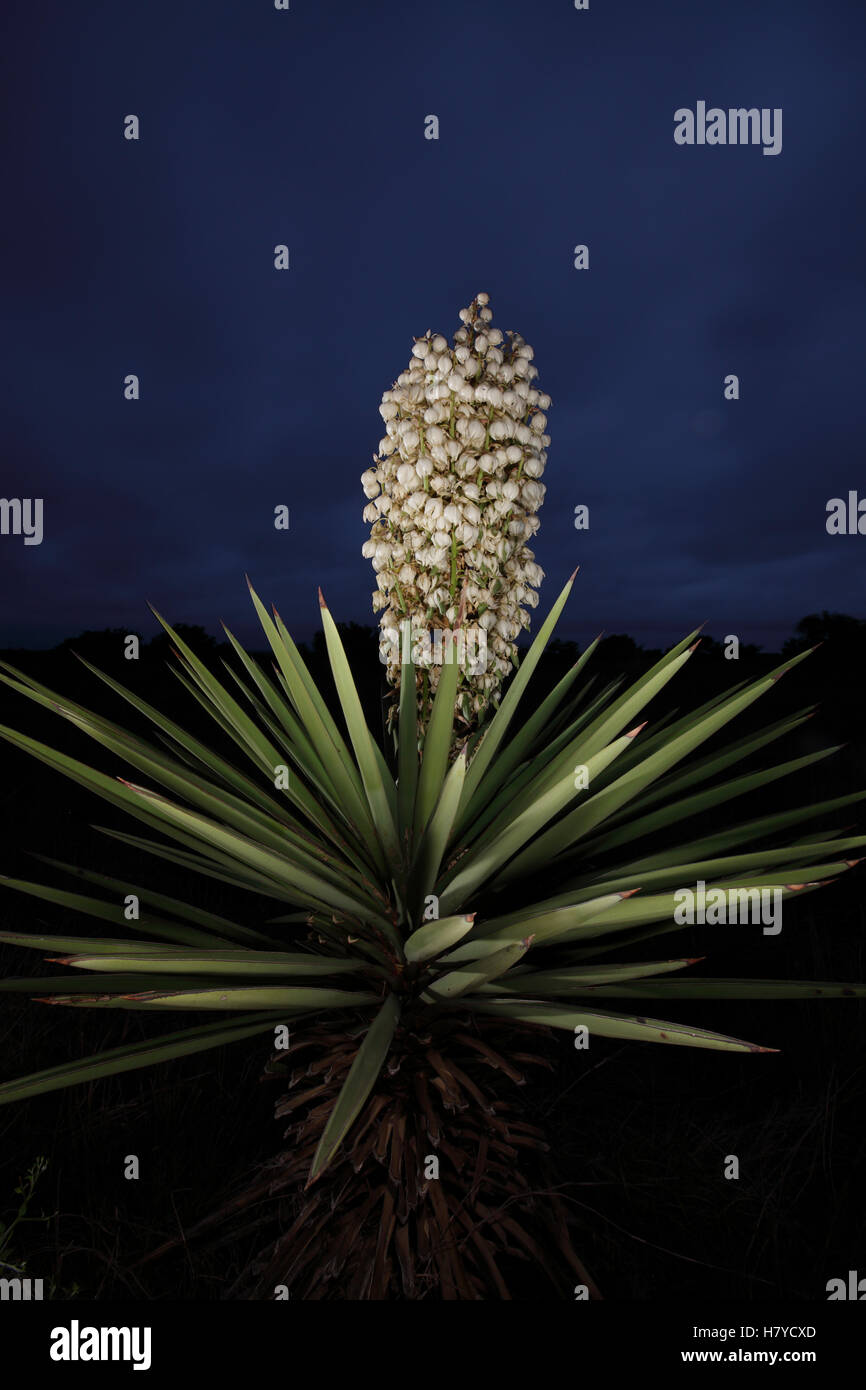 Yucca (Yucca torreyi) blooming at night, southern Texas Stock Photo - Alamy