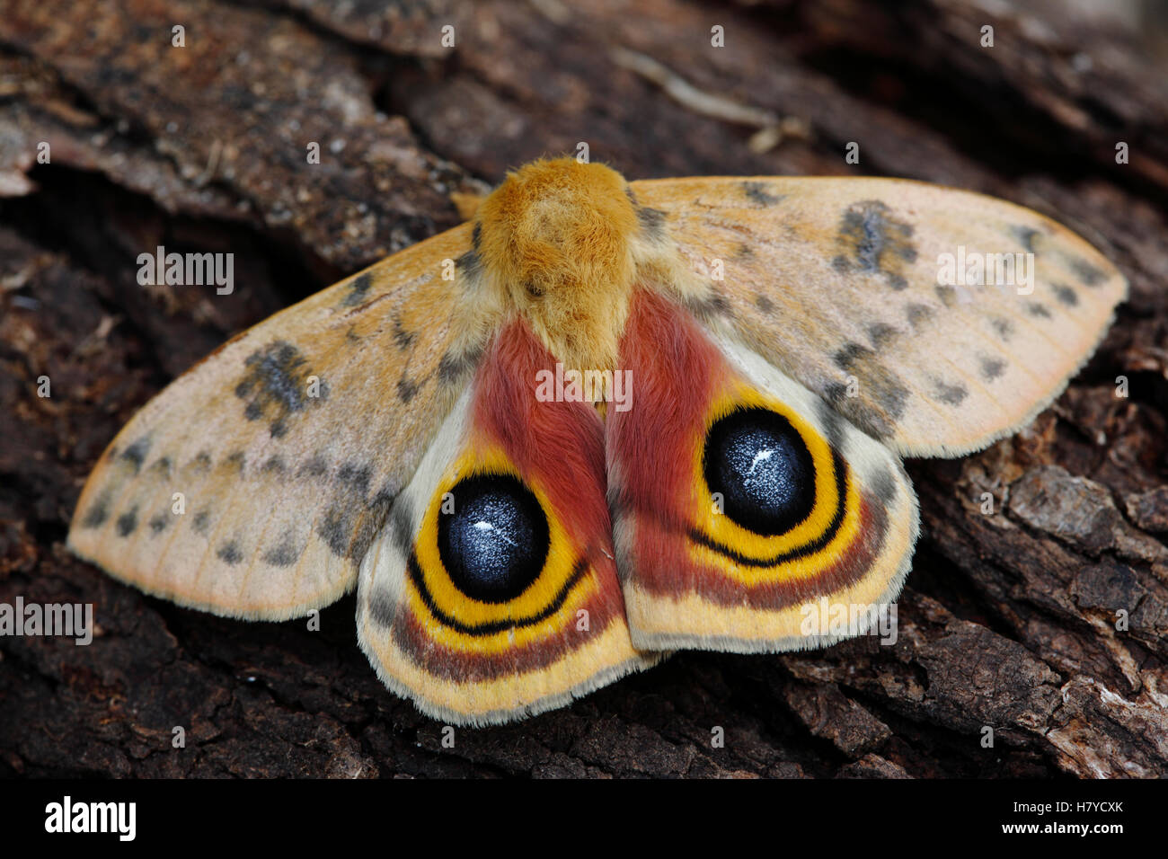 Io Moth (Automeris io) male on tree trunk showing false eyespots ...