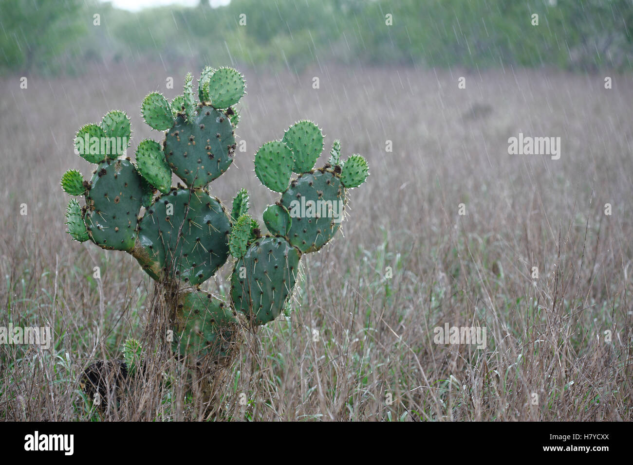 Engelmann Prickly Pear (Opuntia engelmannii) cactus in rain, southern ...