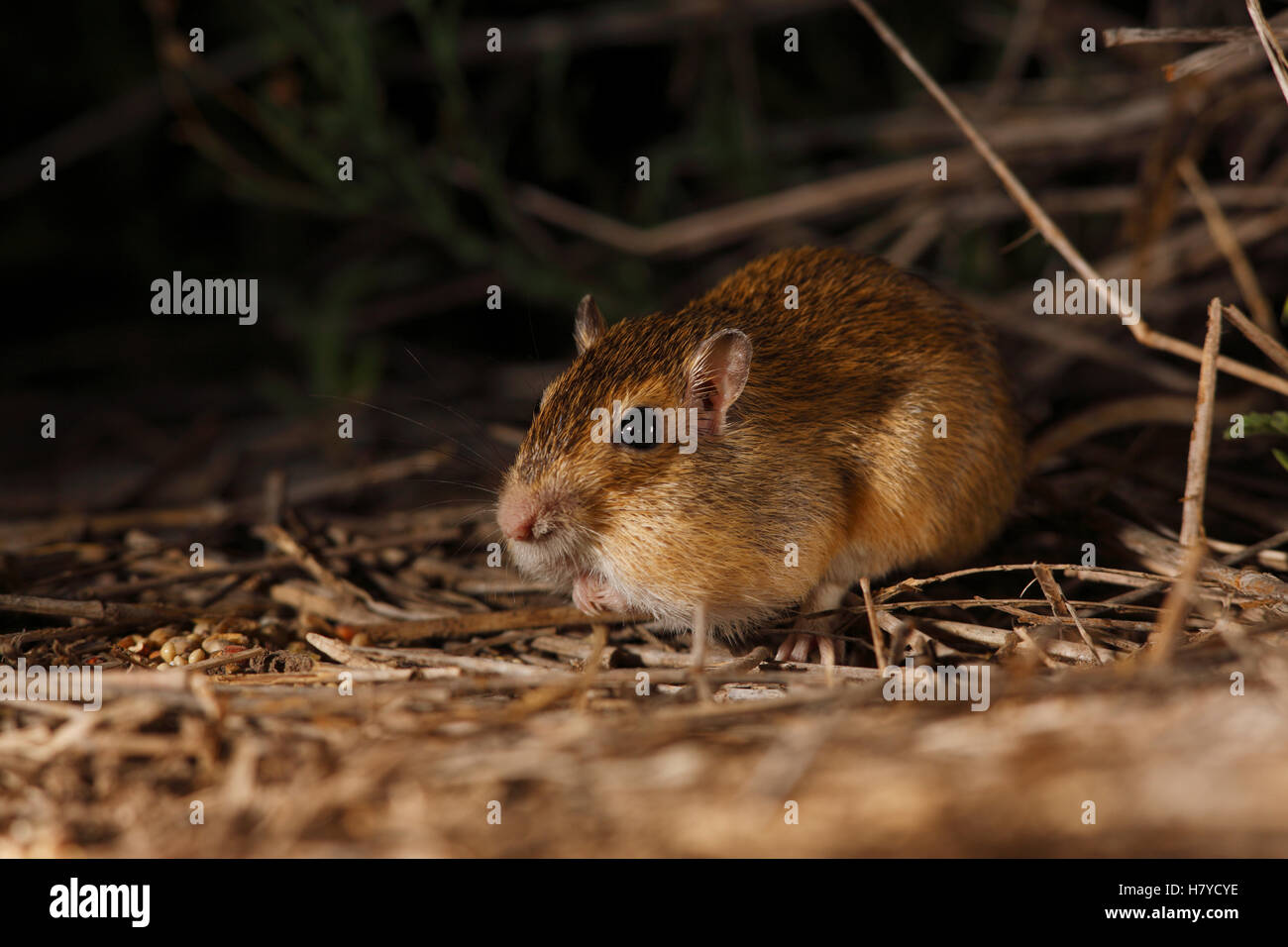 Hispid Pocket Mouse (Chaetodipus hispidus) with filled cheek pouches ...